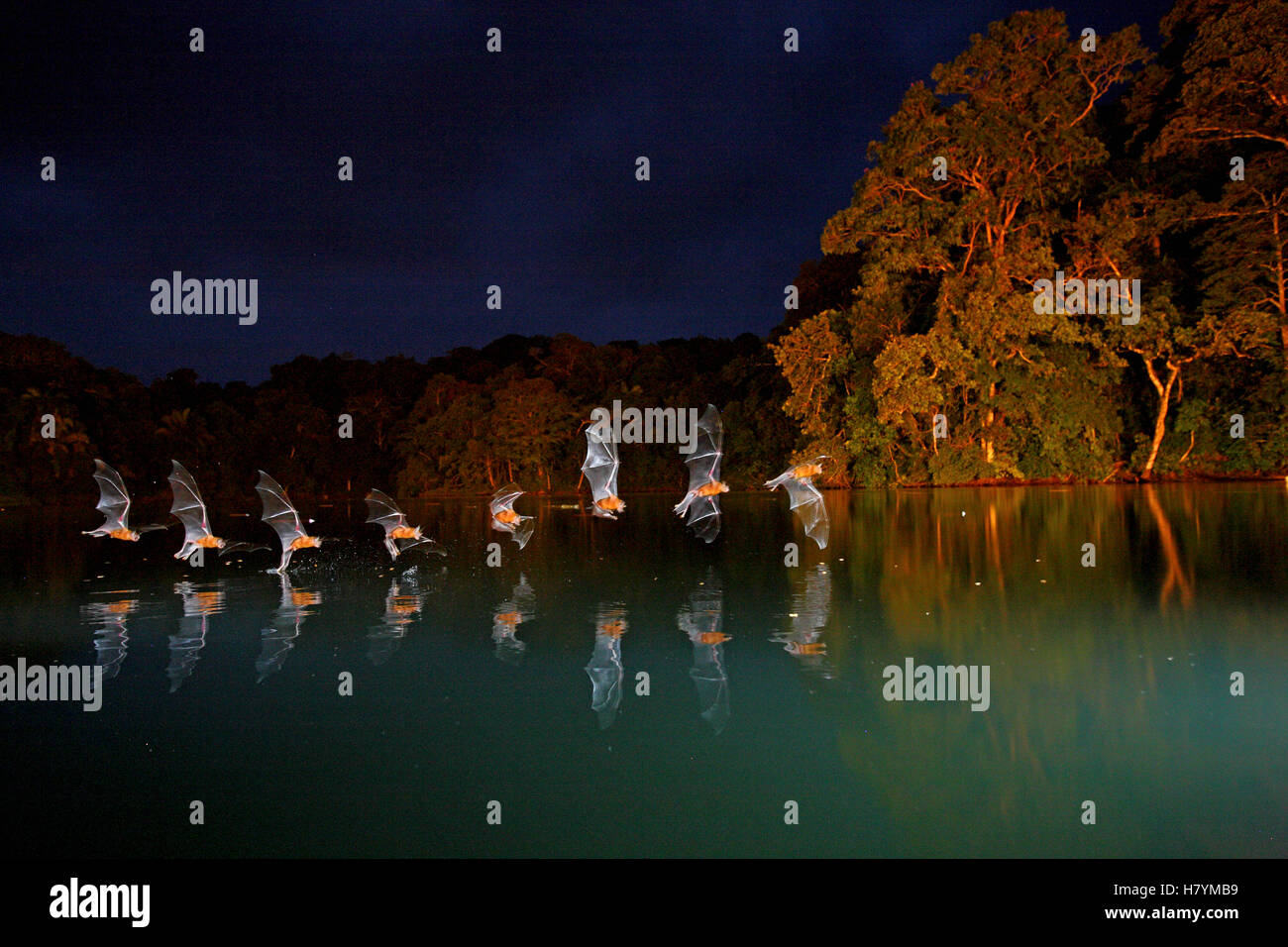 Greater Bulldog Bat (Noctilio leporinus) sequence catching a fish from ...