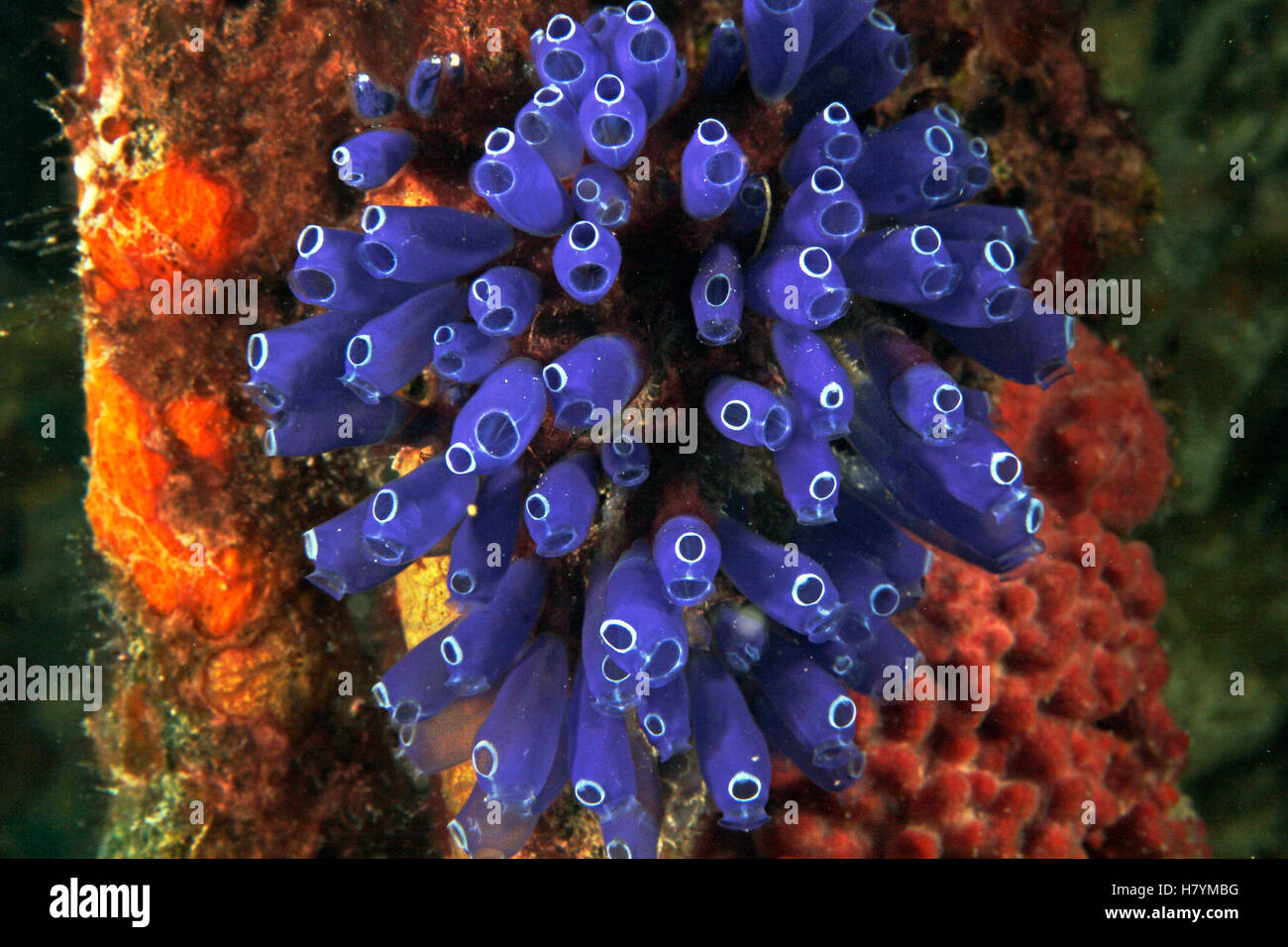 Tunicate (Rhopalaea sp) group on Red Mangrove (Rhizophora mangle ...
