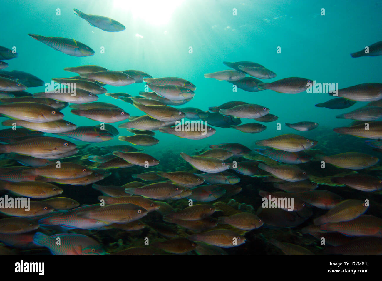Parrotfish (Scaridae) school, Bastimentos Marine National Park, Bocas ...