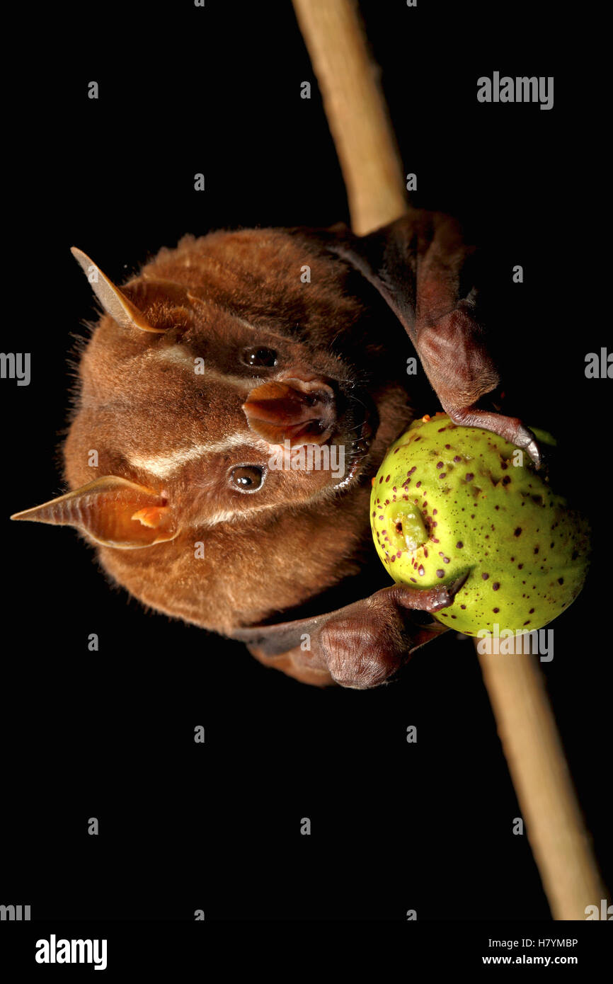 Great Fruit-eating Bat (Artibeus lituratus) feeding on fig, Smithsonian ...