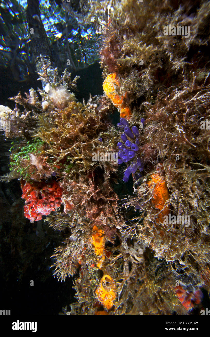 Red Mangrove (Rhizophora mangle) aerial roots provide space for a large ...