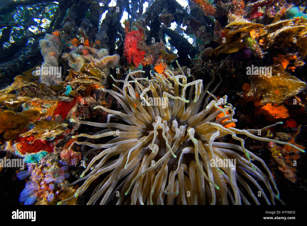 Red Mangrove (Rhizophora mangle) aerial roots provide space for a large ...