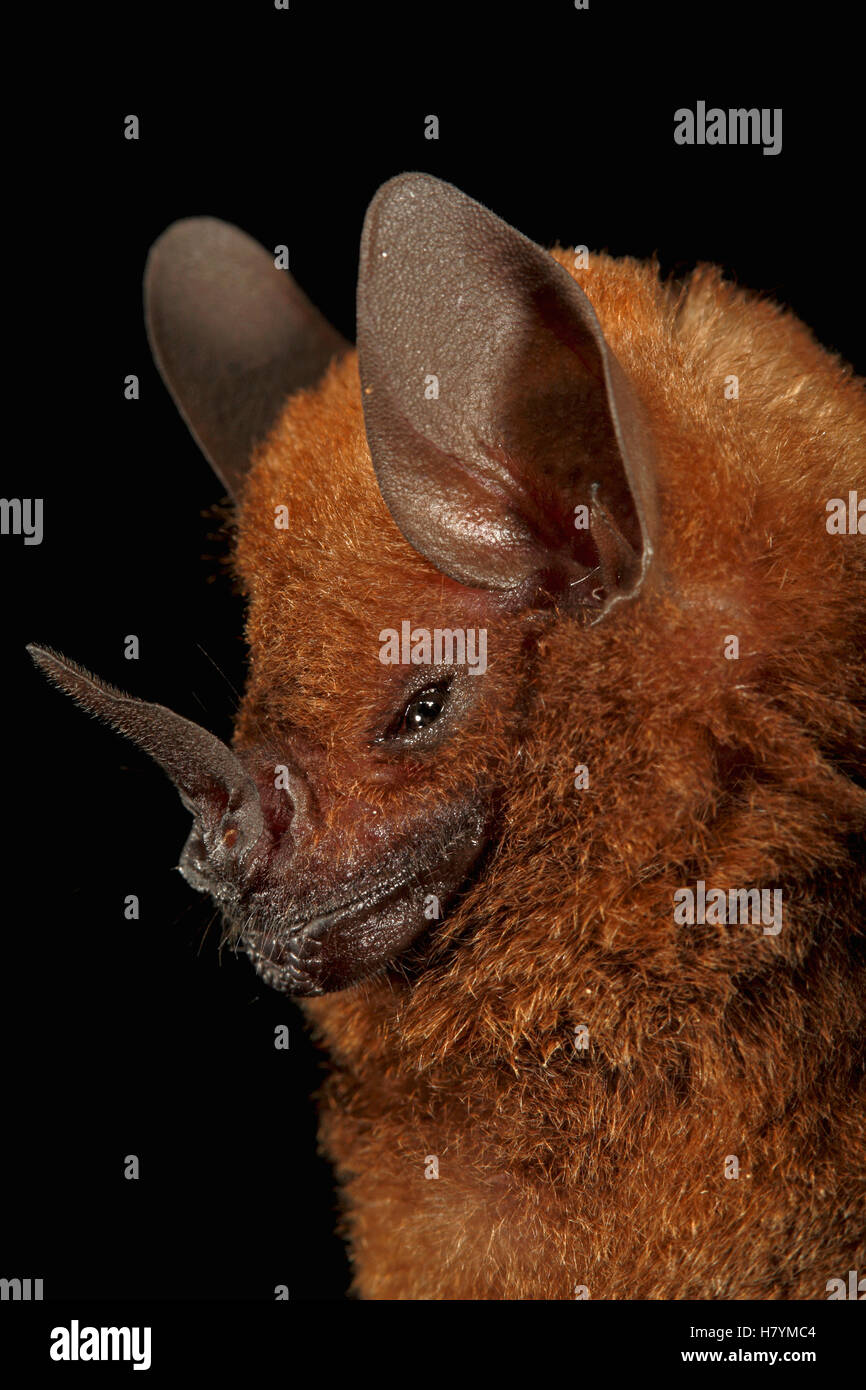 Seba's Short-tailed Bat (Carollia perspicillata), Smithsonian Tropical ...