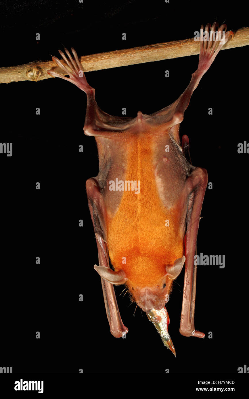 Greater Bulldog Bat (Noctilio leporinus) feeding on a small fish ...