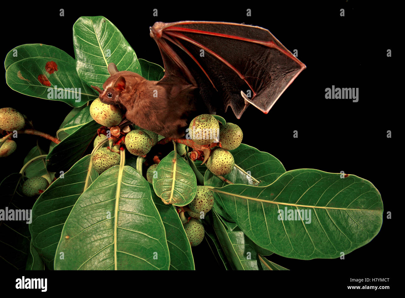 Great Fruit-eating Bat (Artibeus lituratus) feeding on fig, Smithsonian ...