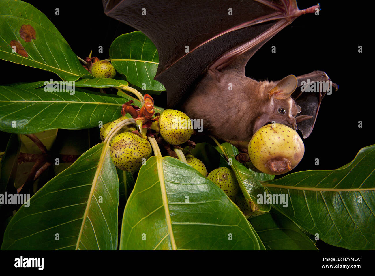 Great Fruit-eating Bat (Artibeus lituratus) feeding on fig, Smithsonian ...