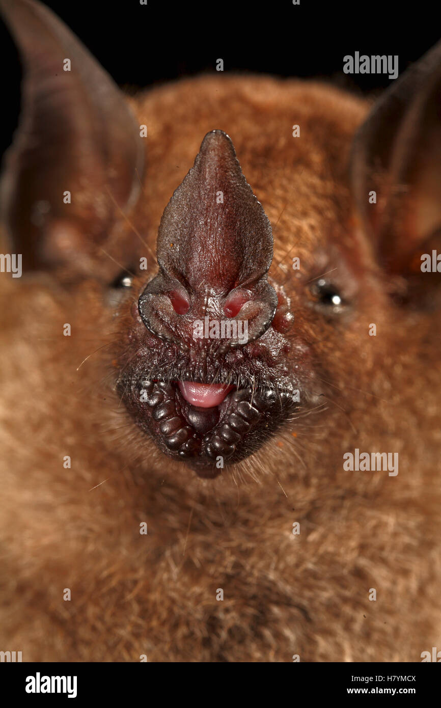 Carollia castanea High Resolution Stock Photography and Images - Alamy