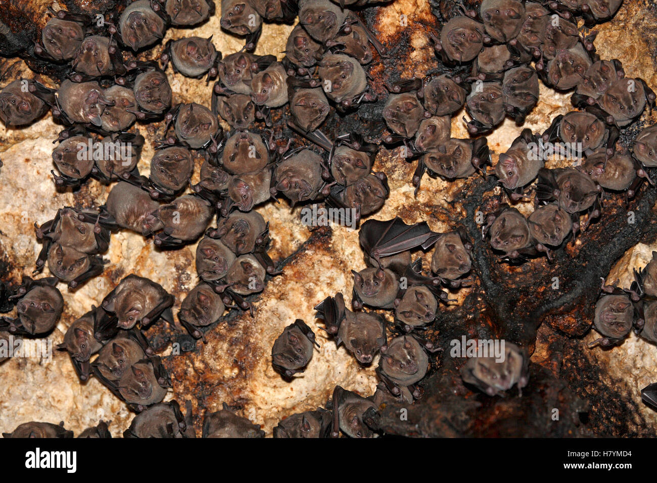 Jamaican Fruit-eating Bat (Artibeus jamaicensis) group roosting in a ...