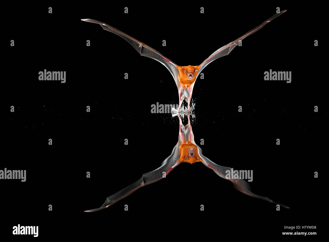 Greater Bulldog Bat (Noctilio leporinus) fishing, Smithsonian Tropical ...