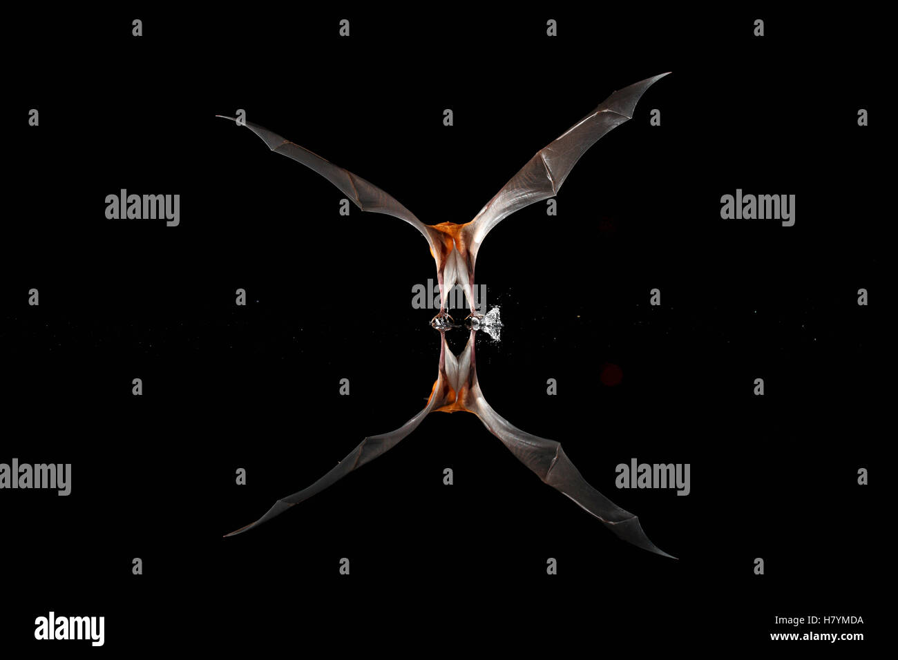 Greater Bulldog Bat (Noctilio leporinus) fishing, Smithsonian Tropical ...