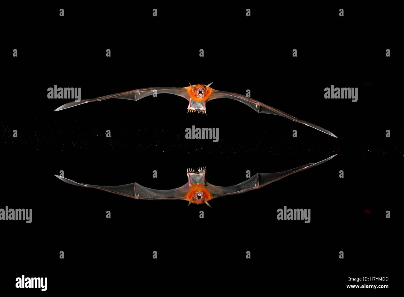 Greater Bulldog Bat (Noctilio leporinus) flying over water, Smithsonian ...