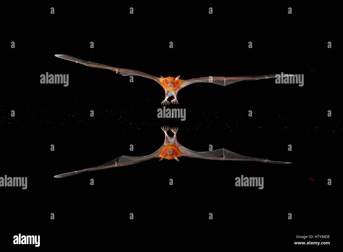 Greater Bulldog Bat (Noctilio leporinus) flying over water, Smithsonian ...