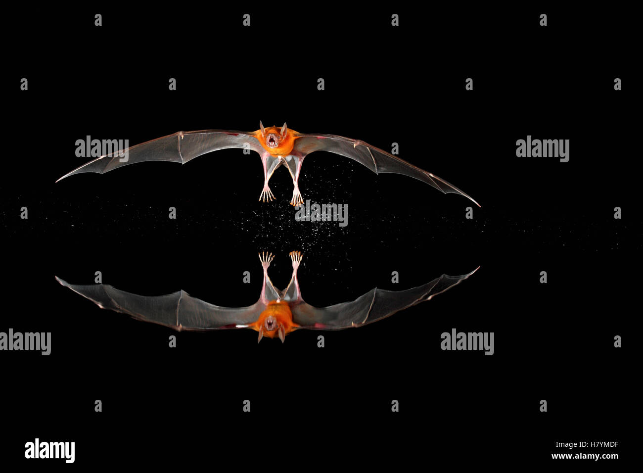 Greater Bulldog Bat (Noctilio leporinus) flying over water, Smithsonian ...