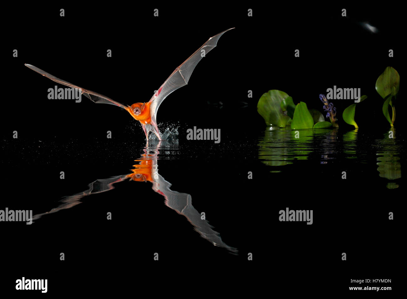 Greater Bulldog Bat (Noctilio leporinus) fishing, Smithsonian Tropical ...