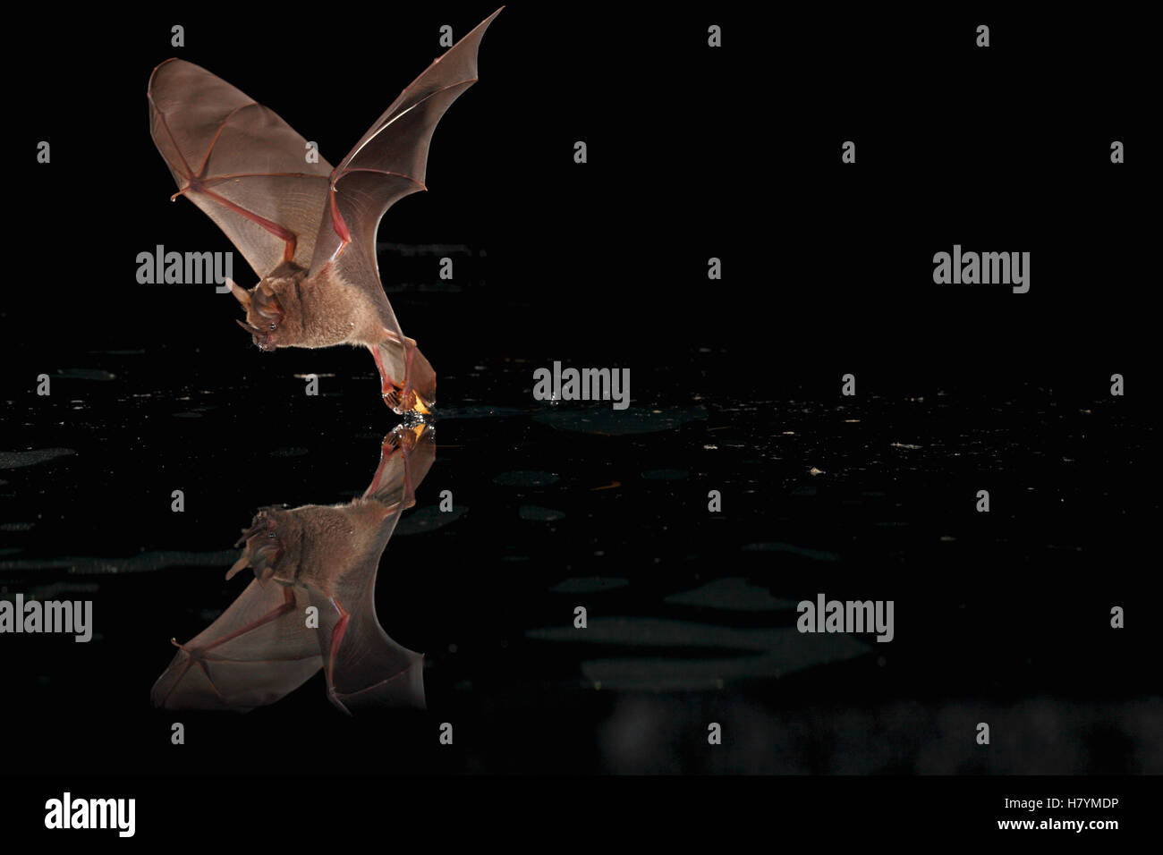 Long-legged Bat (Macrophyllum macrophyllum) flying over water surface ...