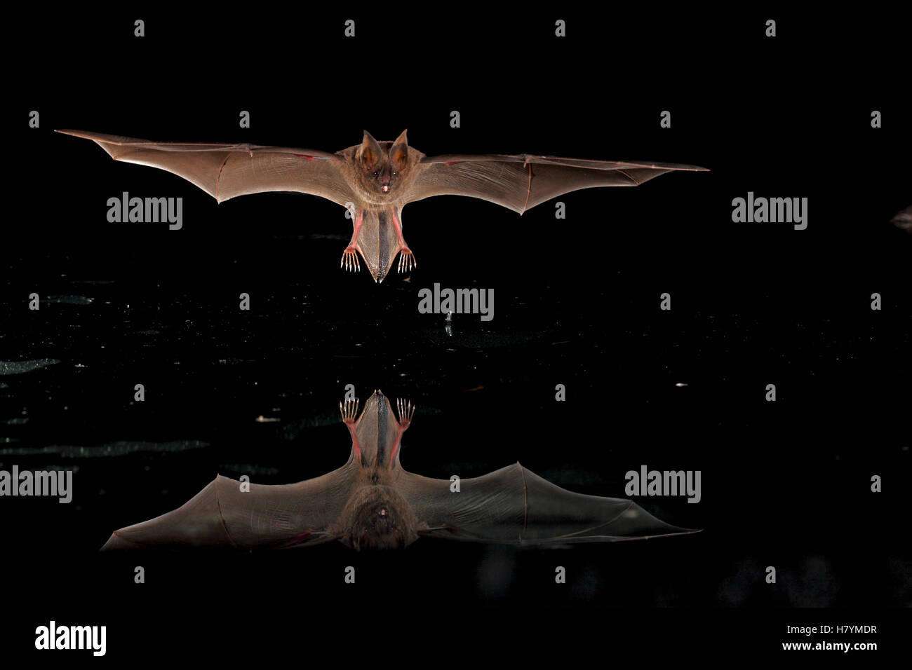 Long-legged Bat (Macrophyllum macrophyllum) flying over water surface ...