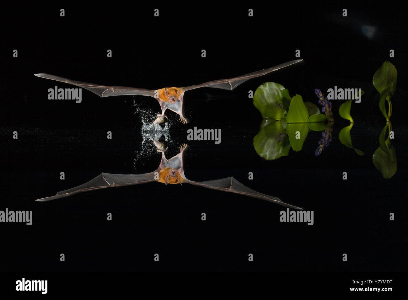 Greater Bulldog Bat (Noctilio leporinus) fishing, Smithsonian Tropical ...