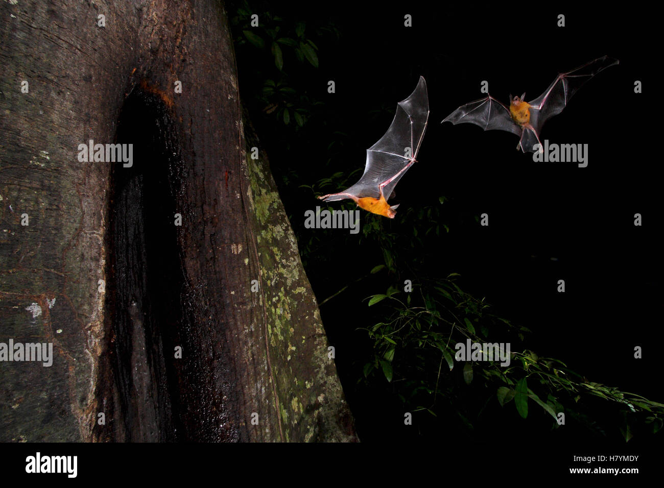 Greater Bulldog Bat (Noctilio leporinus) pair leaving its roost at ...