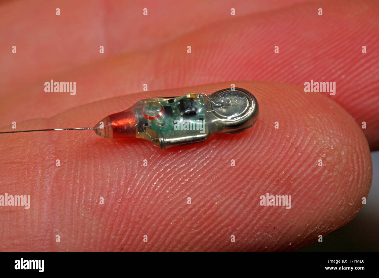 Radio transmitter used by scientists to record bat movements ...