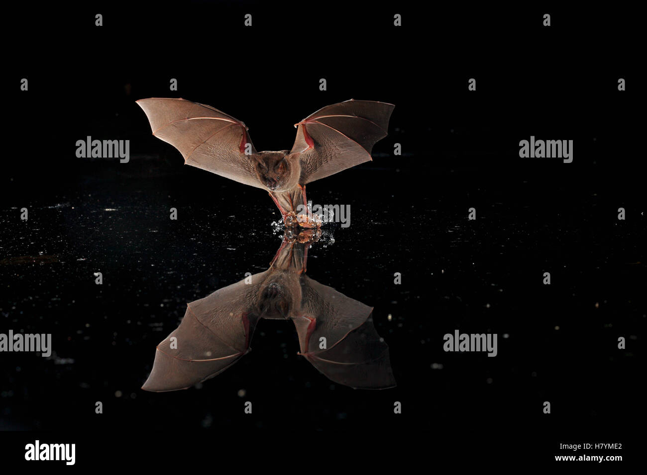 Long-legged Bat (Macrophyllum macrophyllum) flying over water surface ...