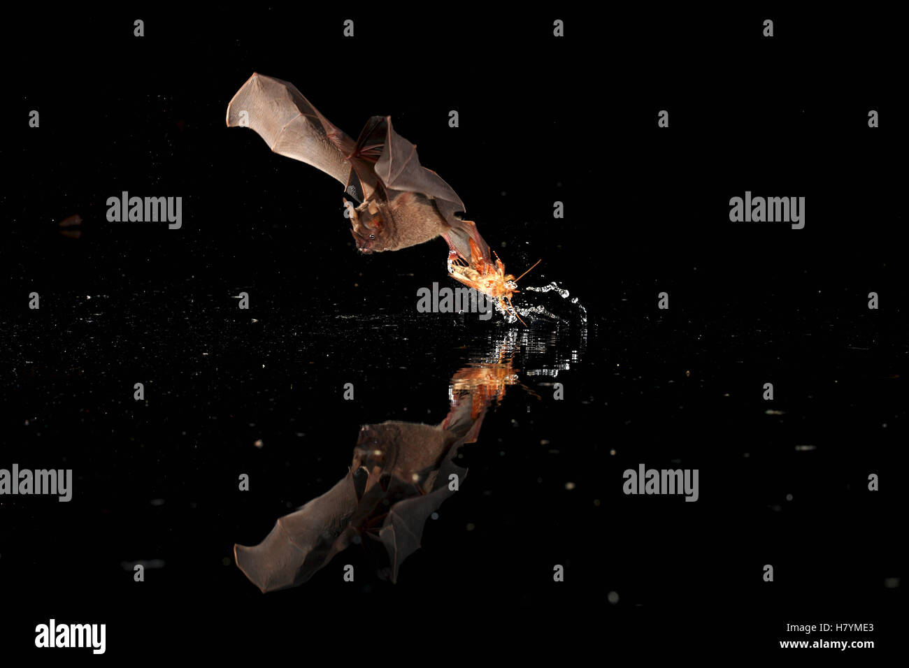 Long-legged Bat (Macrophyllum macrophyllum) flying over water surface ...