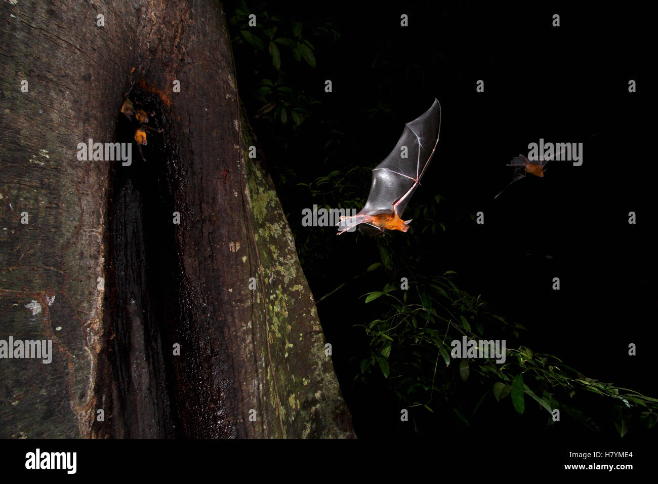 Greater Bulldog Bat (Noctilio leporinus) leaving its roost at nightfall ...