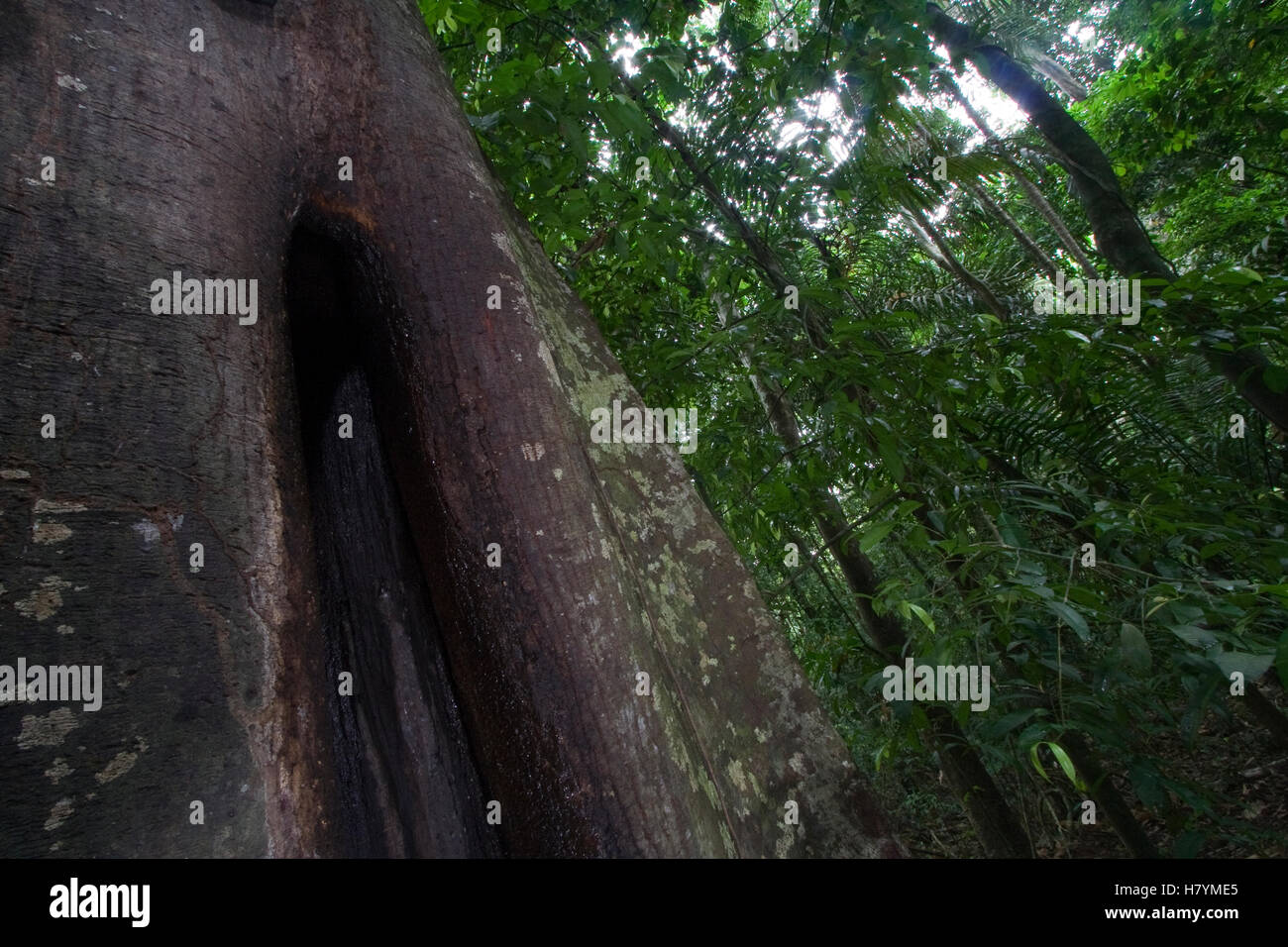 Greater Bulldog Bat (Noctilio leporinus) roost spot in tree ...