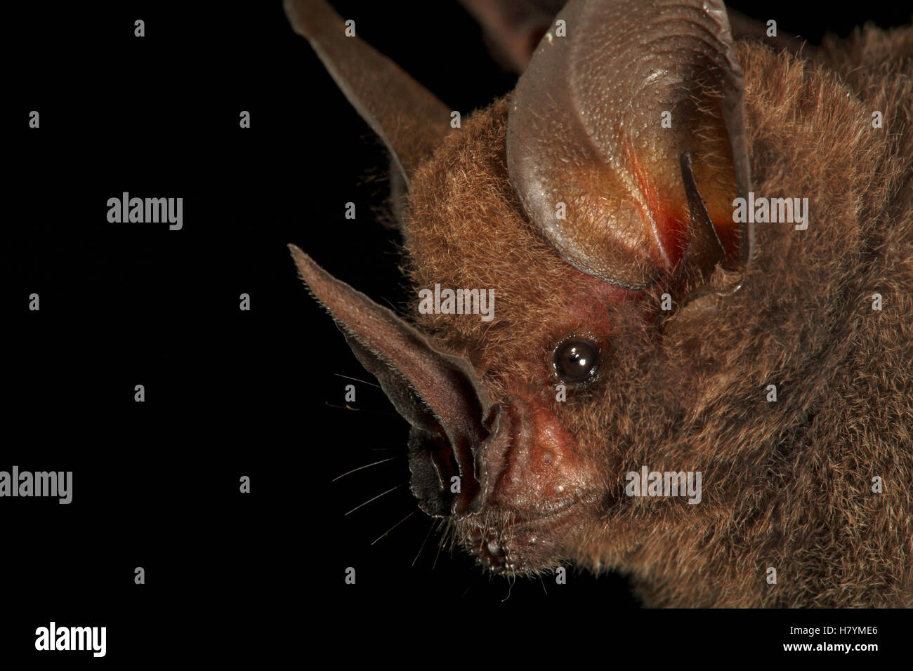Long-legged Bat (Macrophyllum macrophyllum) profile, Smithsonian ...