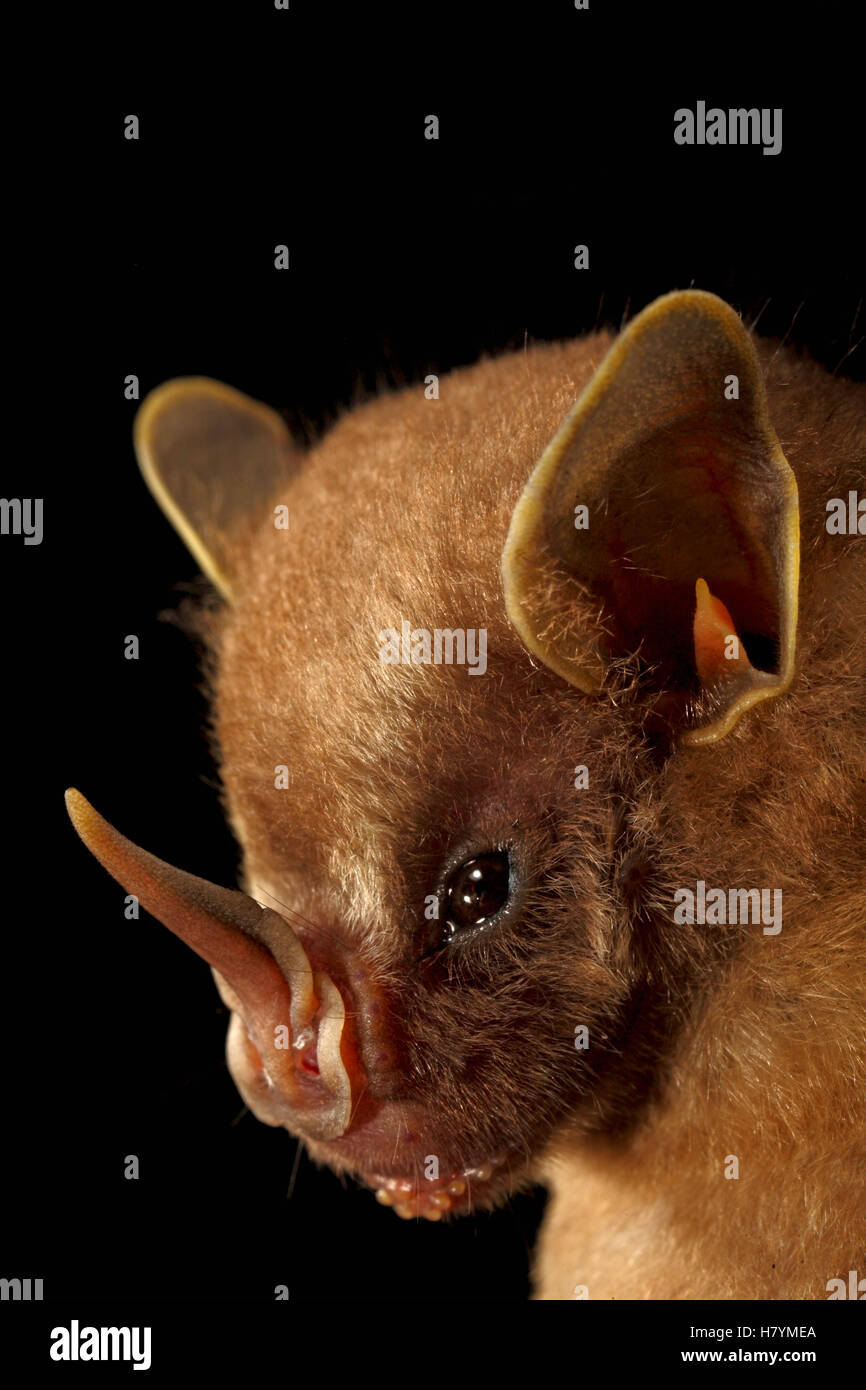 Thomas's Fruit-eating Bat (Artibeus watsoni)face, Smithsonian Tropical ...