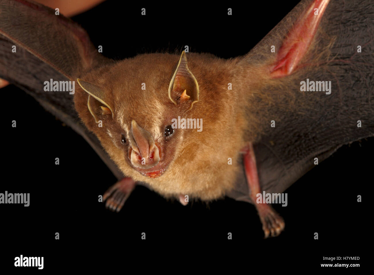 Thomas's Fruit-eating Bat (Artibeus watsoni) wings spread by scientist ...