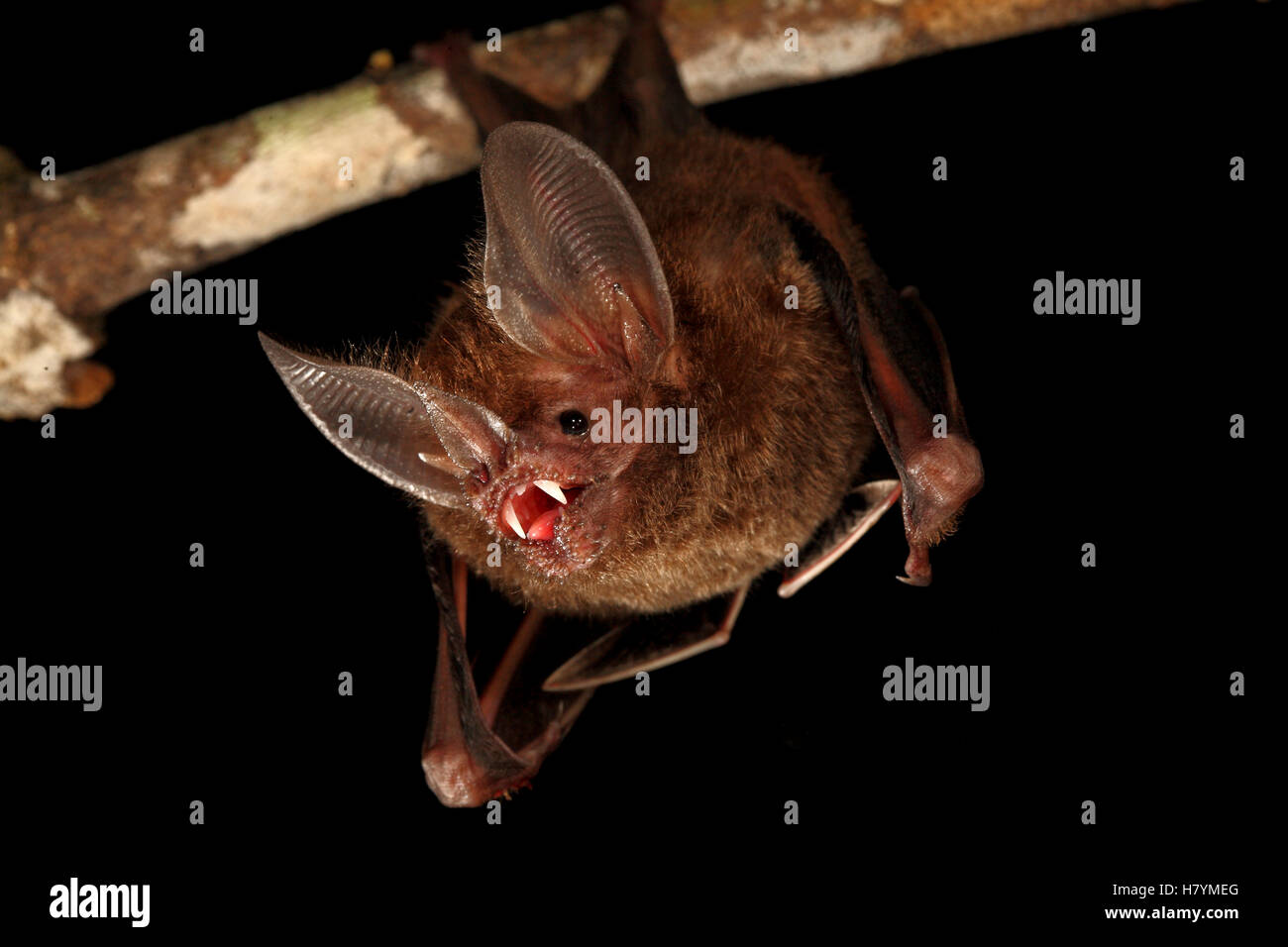 Fringe-lipped Bat (Trachops cirrhosus) roosting and calling ...