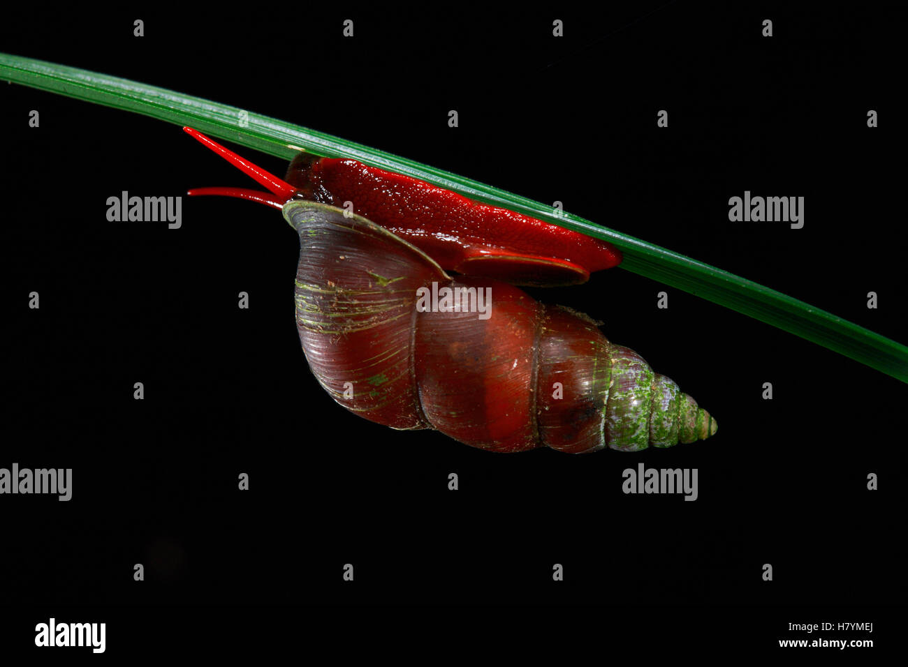 Land Snail (Camaenidae) at night, Lambir Hills National Park, Sarawak ...