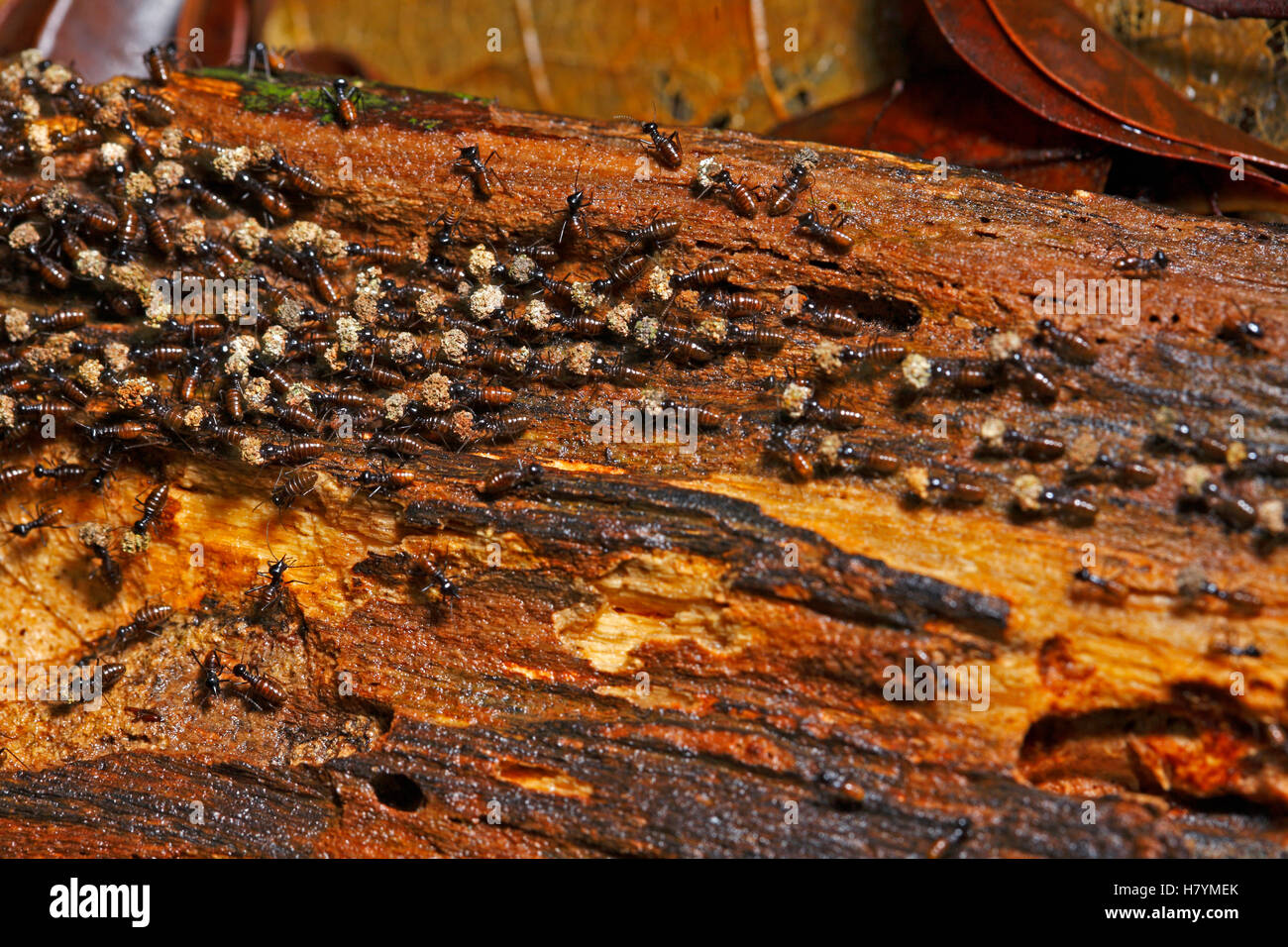 Nasute Termite (Nasutitermes sp) group on foraging trail, Lambir Hills ...
