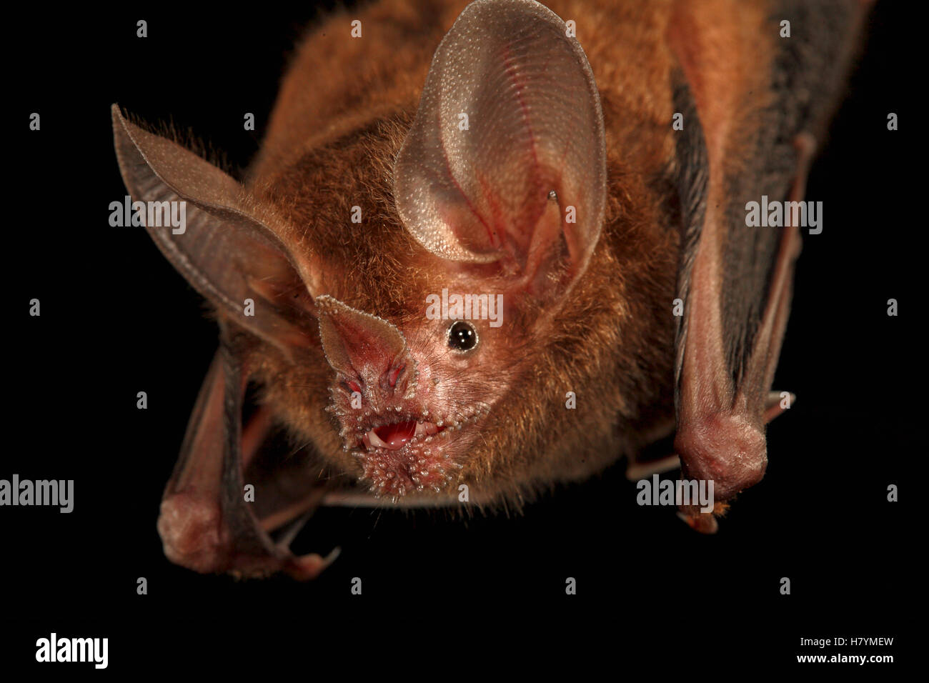 Fringe-lipped Bat (Trachops cirrhosus) roosting, Smithsonian Tropical ...