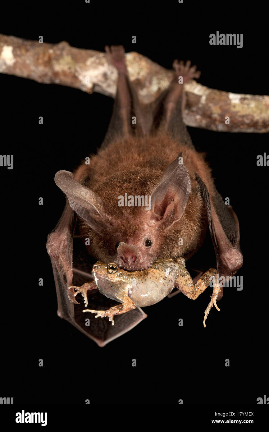 Fringe-lipped Bat (Trachops cirrhosus) eating Tungara Frog (Physalaemus ...
