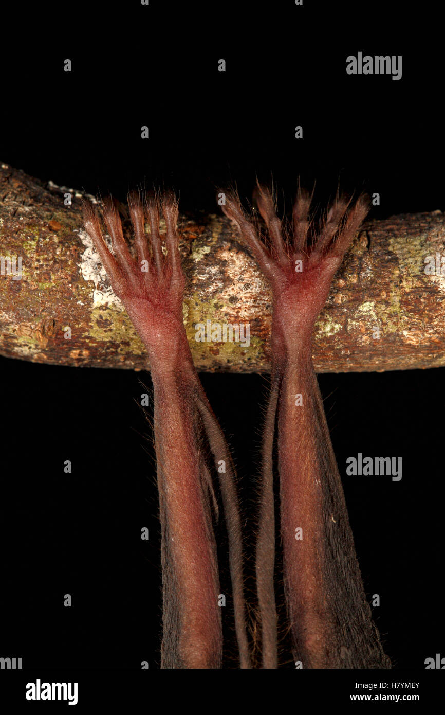 Fringe-lipped Bat (Trachops cirrhosus) feet, Smithsonian Tropical ...