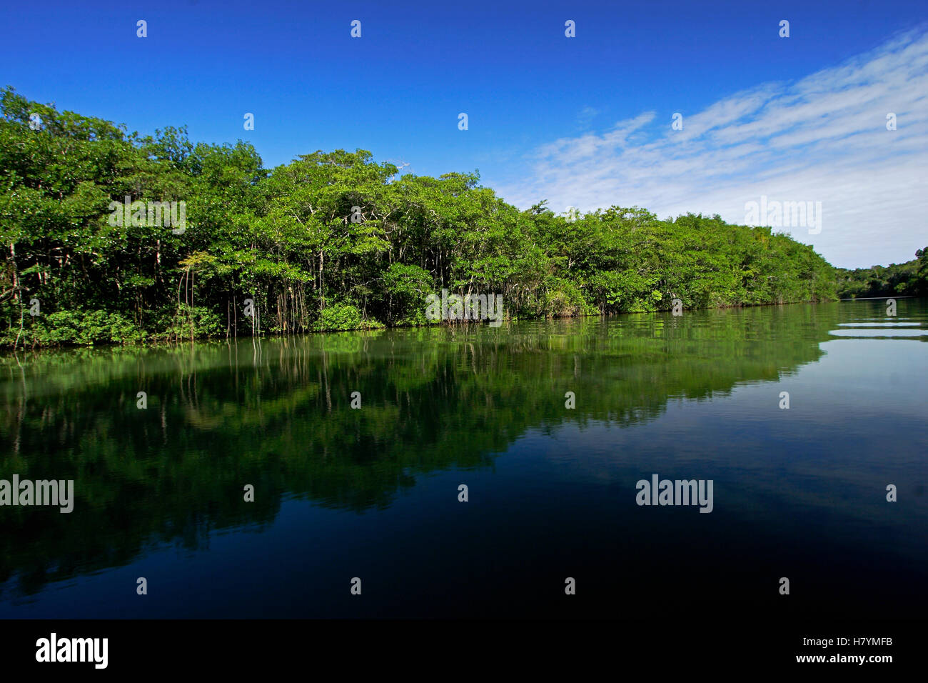 Red Mangrove (Rhizophora mangle) forest, Rio Grande, southern Belize ...