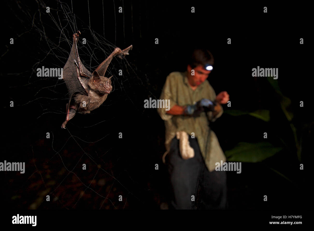Bat researcher Sergio Estrada removing bats caught in mist net ...