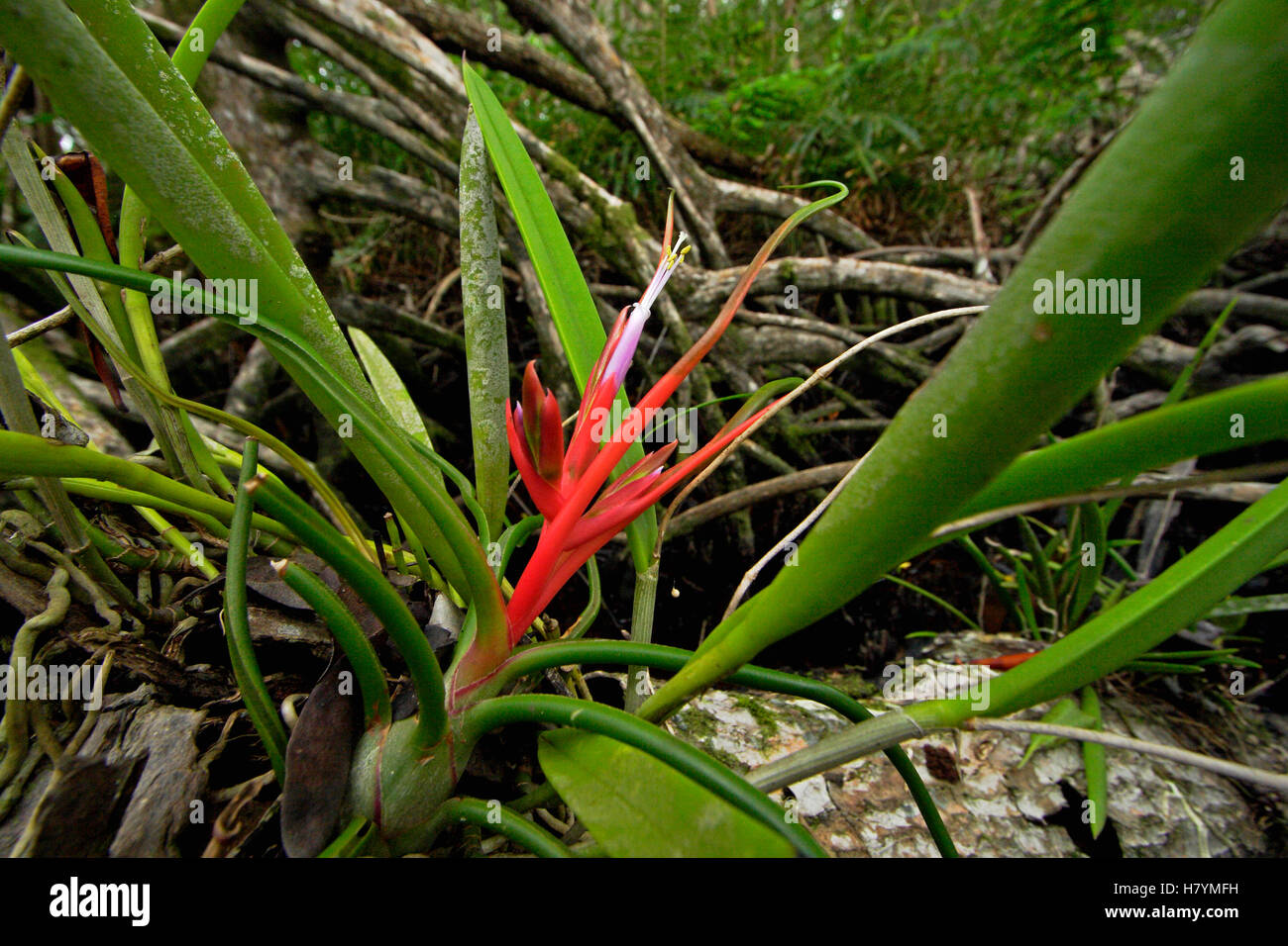 Bromeliad (Tillandsia sp) flower in mangrove forest, Rio Grande ...