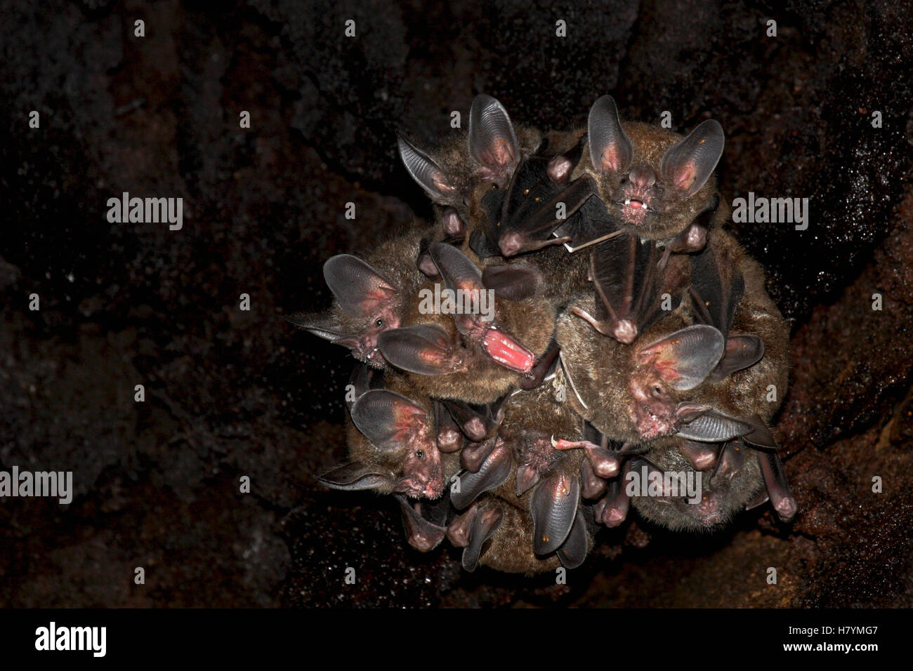 Fringe-lipped Bat (Trachops cirrhosus) group roosting in hollow tree ...