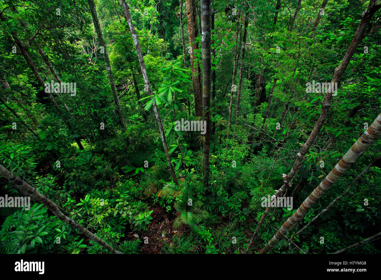 Rainforest seen from 40 meters, Lambir Hills National Park, Sarawak ...