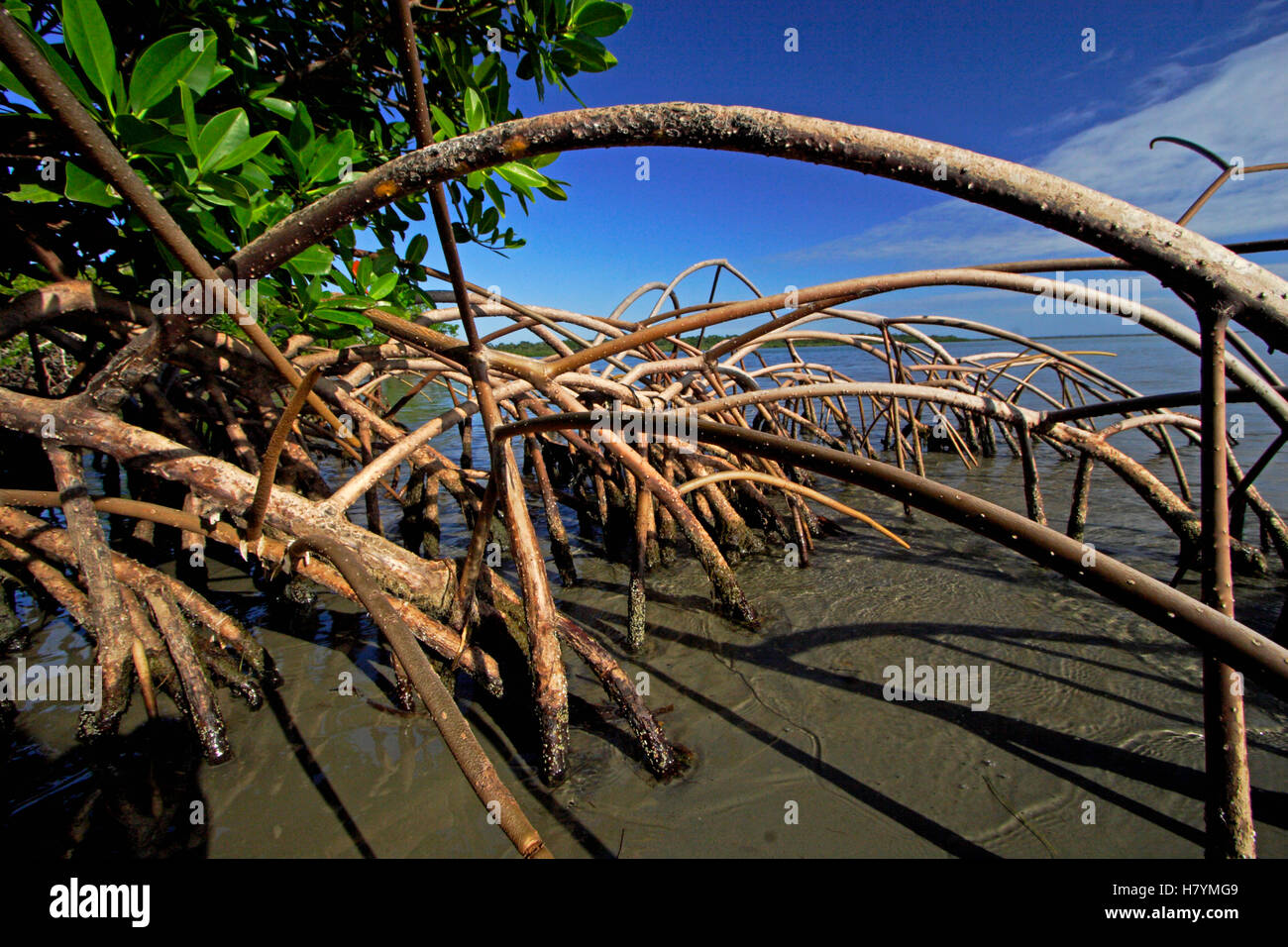 Red Mangrove (Rhizophora mangle) aerial roots, Rio Grande, southern ...