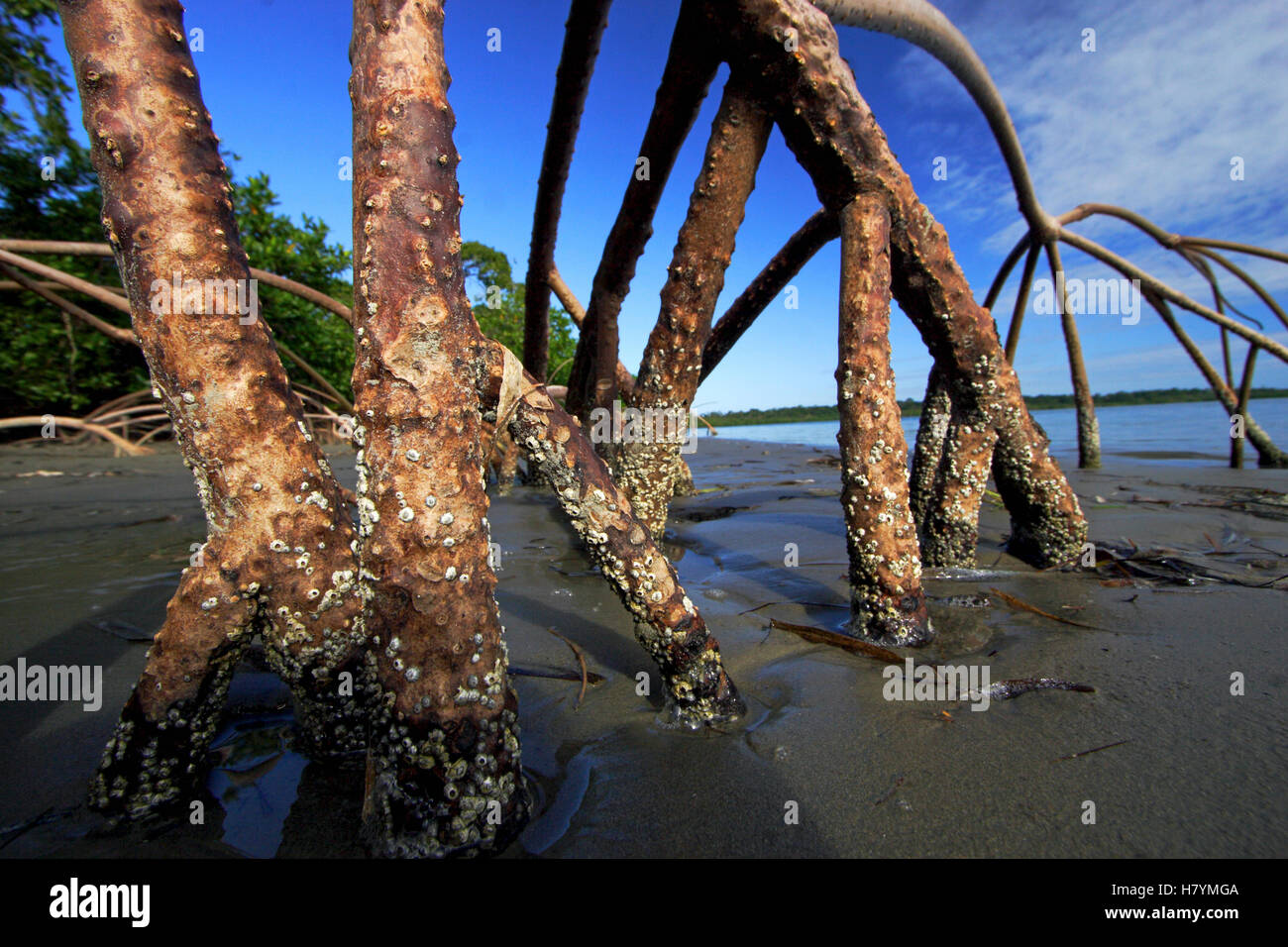 Red Mangrove (Rhizophora mangle) aerial roots, Rio Grande, southern ...