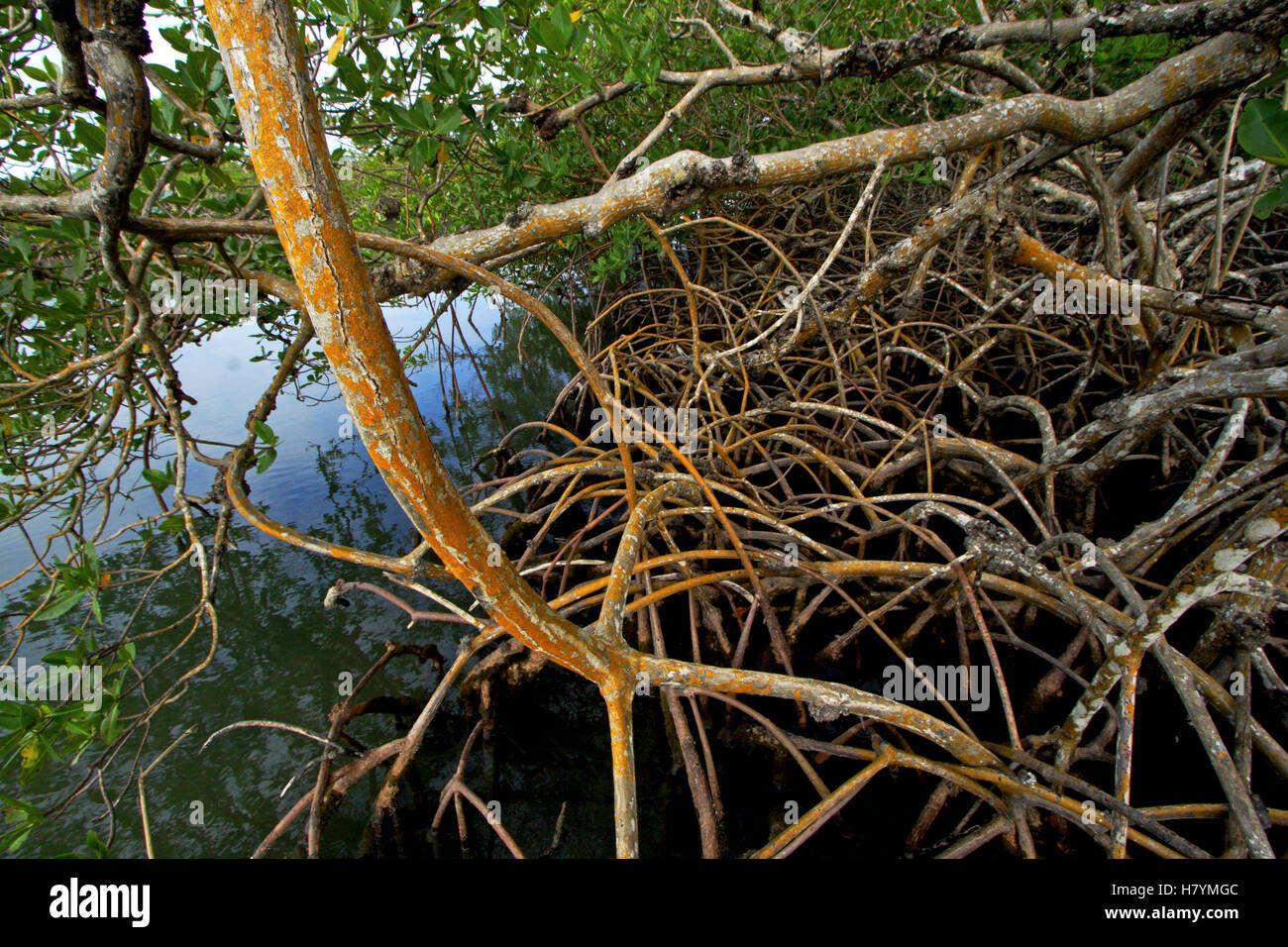 Red Mangrove (Rhizophora mangle) aerial roots, Rio Grande, southern ...