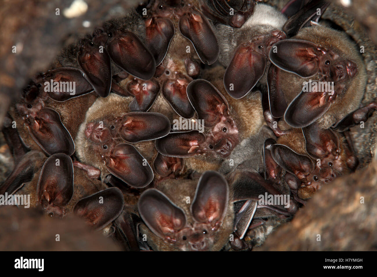 D'orbigny's Round-eared Bat (Lophostoma silvicolum) females with one ...