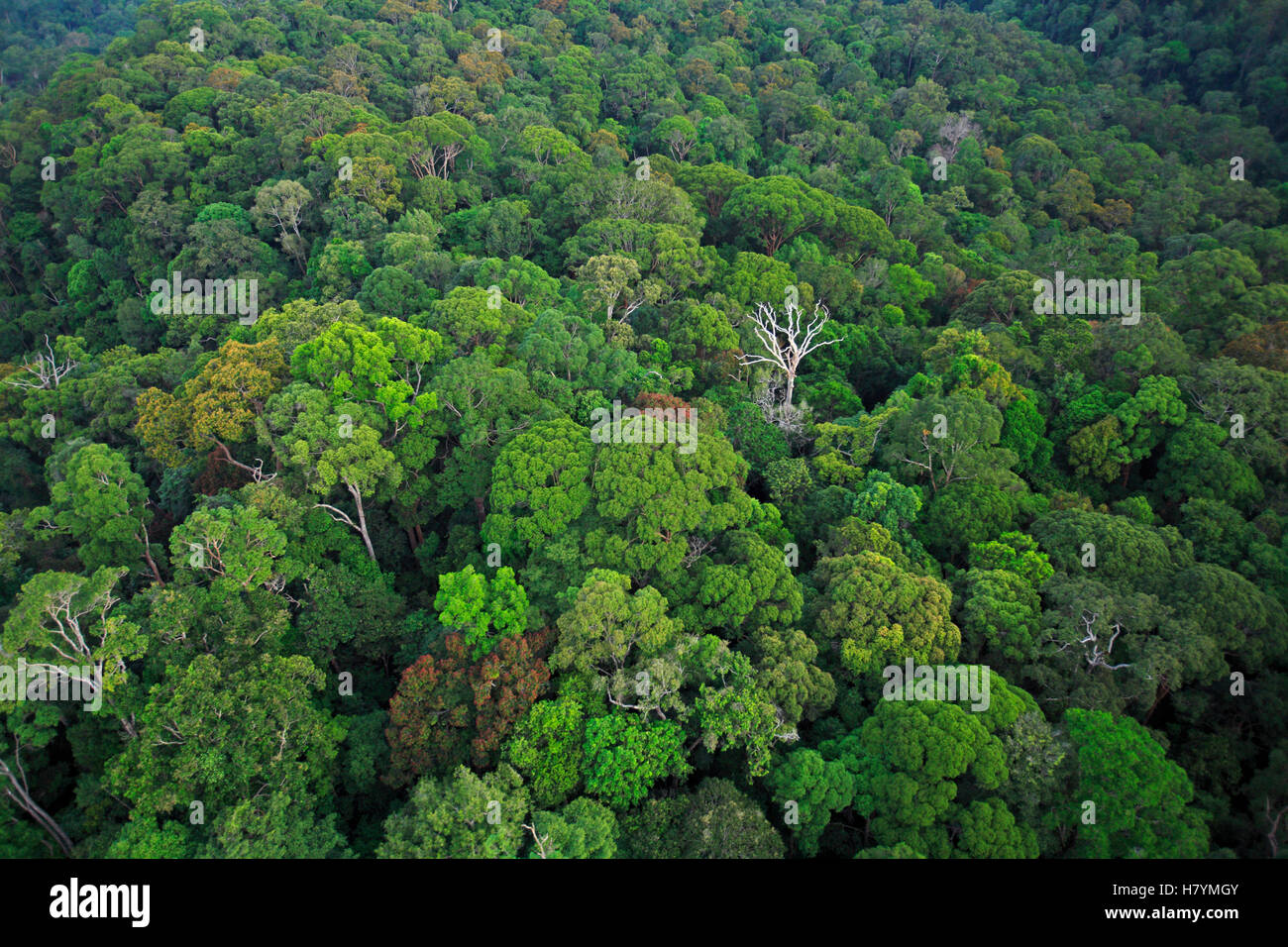Rainforest canopy, Lambir Hills National Park, Sarawak, Malaysia Stock ...