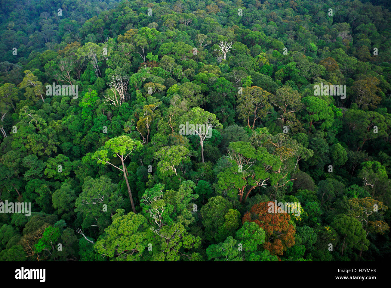 Rainforest canopy, Lambir Hills National Park, Sarawak, Malaysia Stock ...