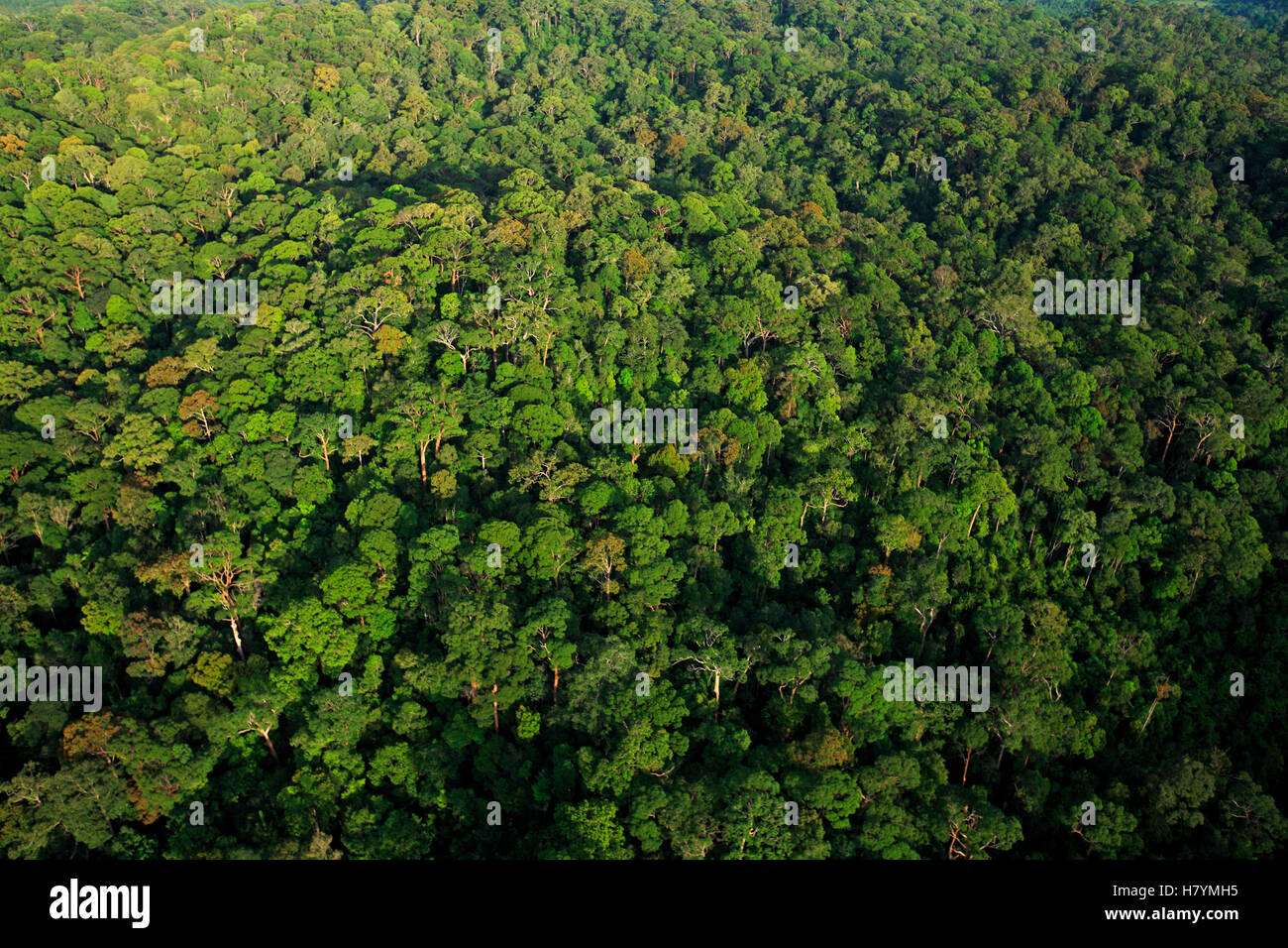 Rainforest canopy, Lambir Hills National Park, Sarawak, Malaysia Stock ...