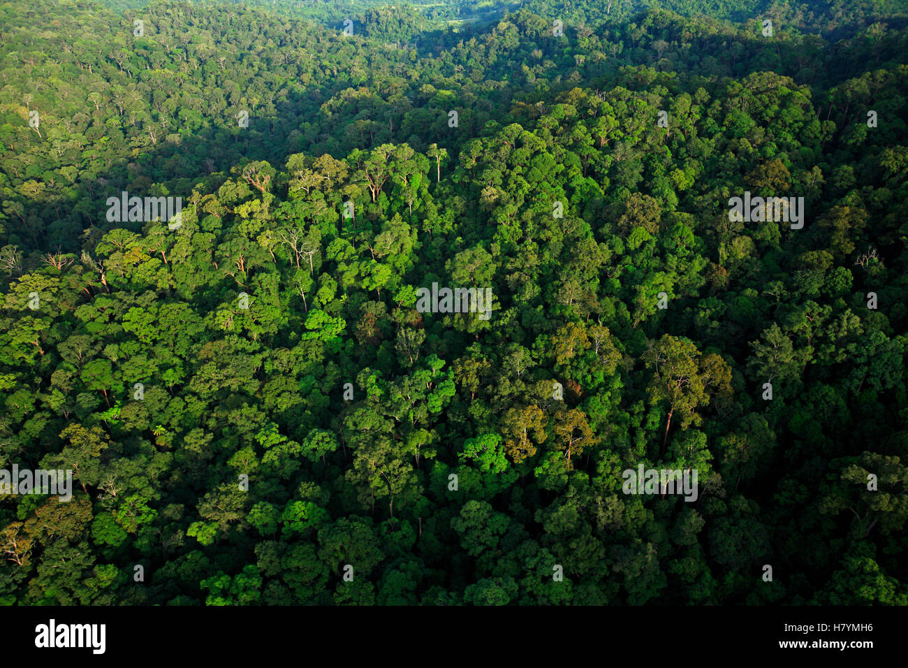 Rainforest canopy, Lambir Hills National Park, Sarawak, Malaysia Stock ...