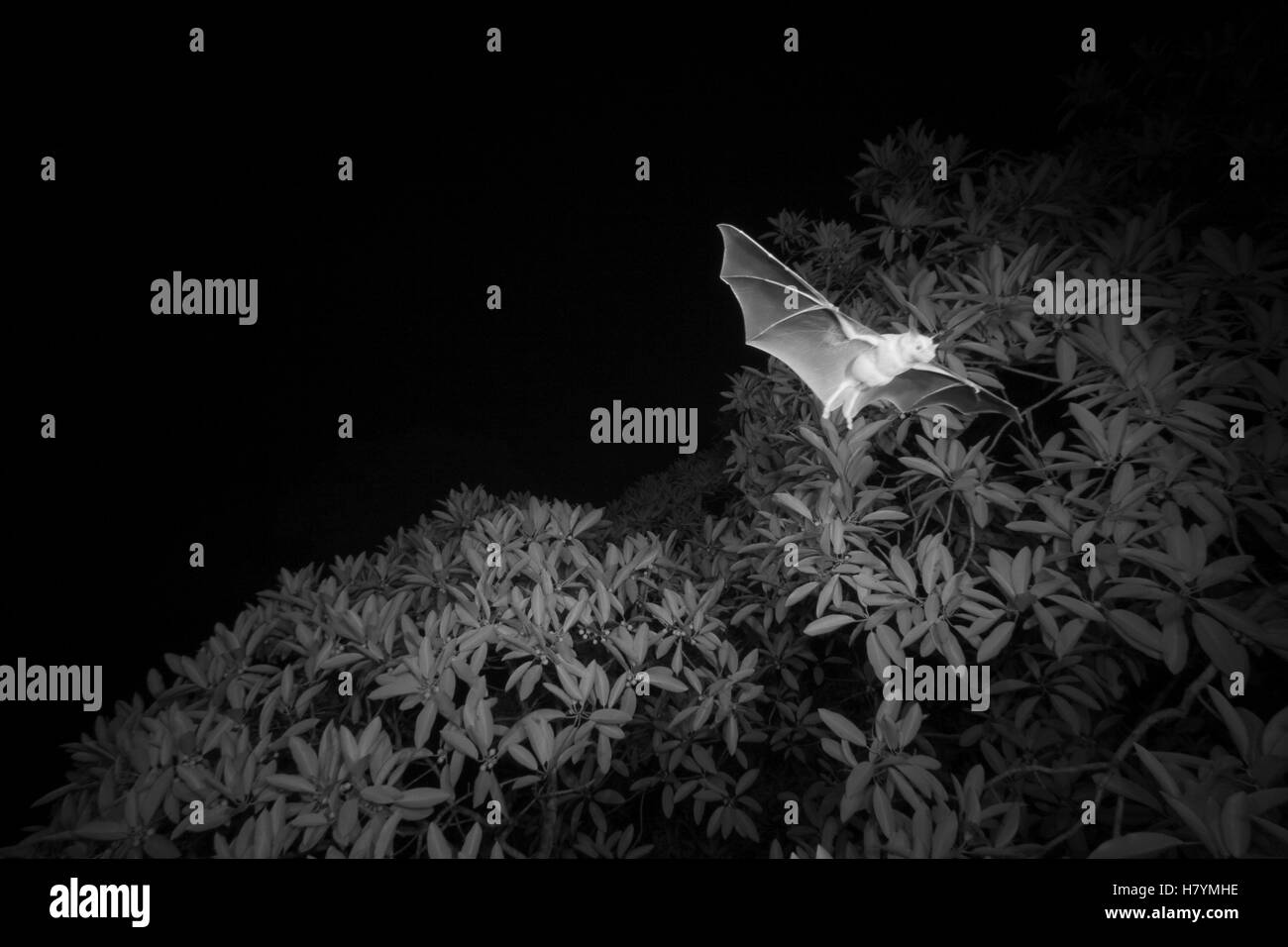 Great Fruit-eating Bat (Artibeus lituratus) flying at night, Soberania ...